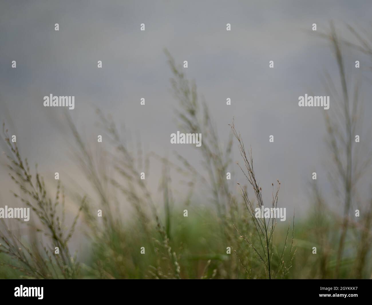 Grass flowers flutter in the wind Stock Photo - Alamy