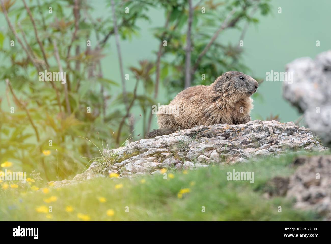 Wonderful portrait of Marmot on the rock (Marmota marmota Stock Photo ...