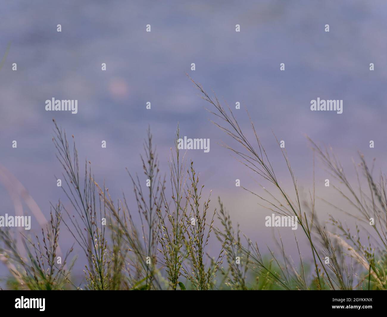 Grass flowers flutter in the wind Stock Photo - Alamy
