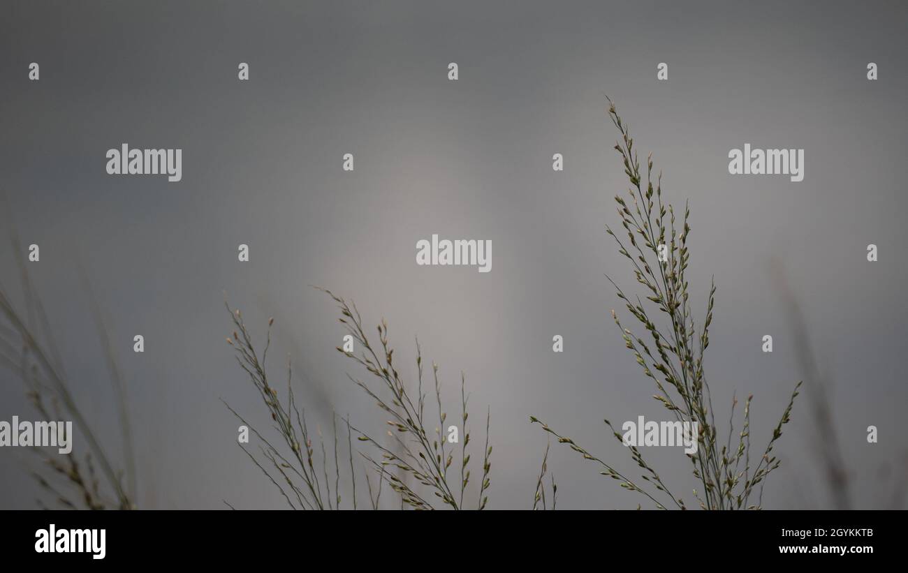 Grass flowers flutter in the wind Stock Photo - Alamy