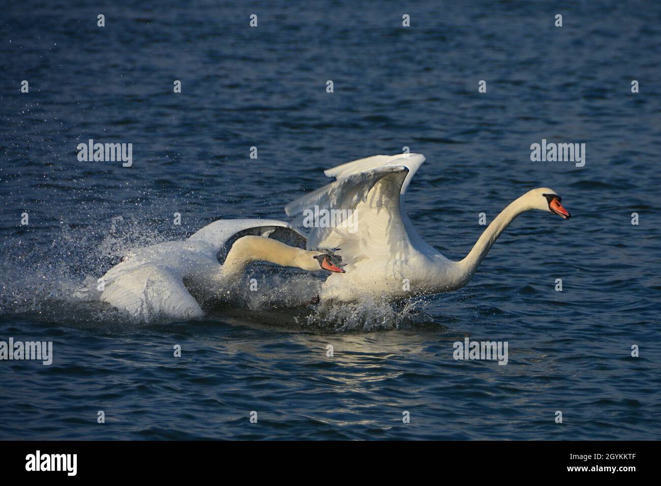 Swan chasing another swan on a pond surface Stock Photo - Alamy