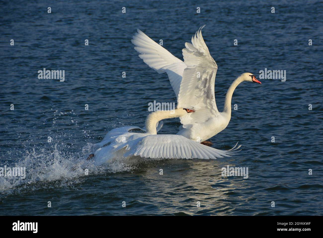 Swan fighting on land hi-res stock photography and images - Alamy