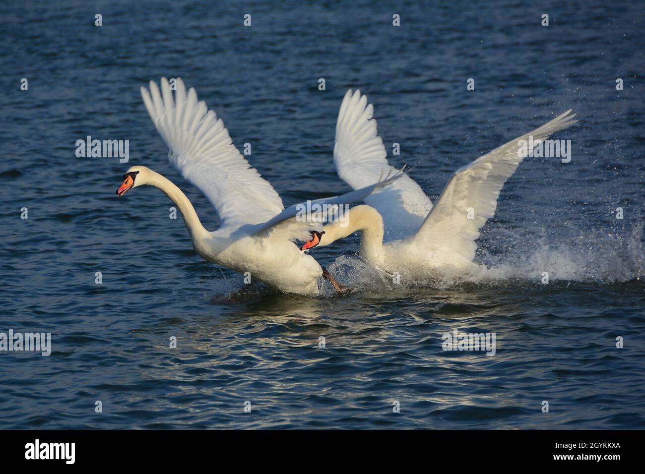 Swan chasing another swan on a pond surface Stock Photo - Alamy