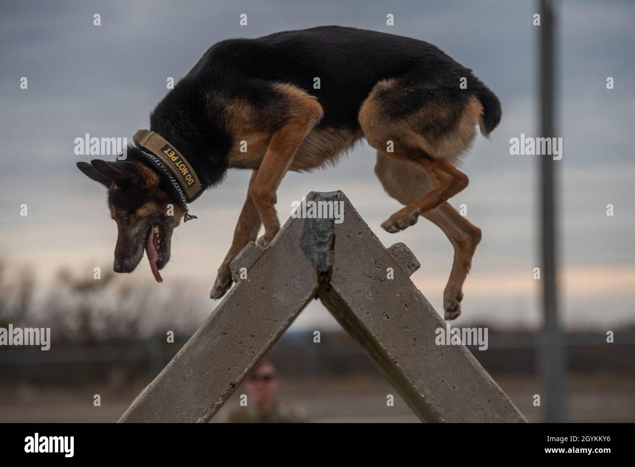 Fix, 7th Security Forces Squadron military working dog, climbs an ...