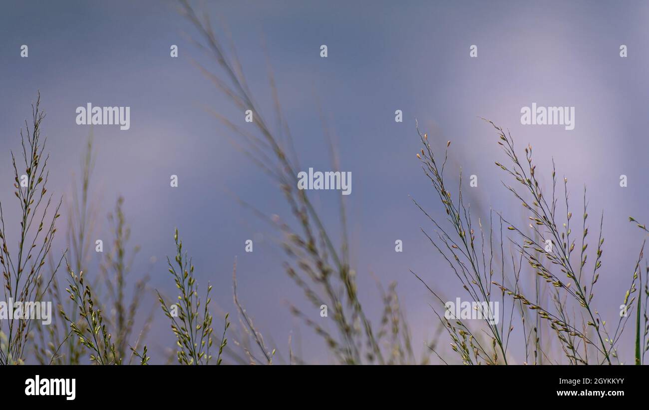 Grass flowers flutter in the wind Stock Photo - Alamy