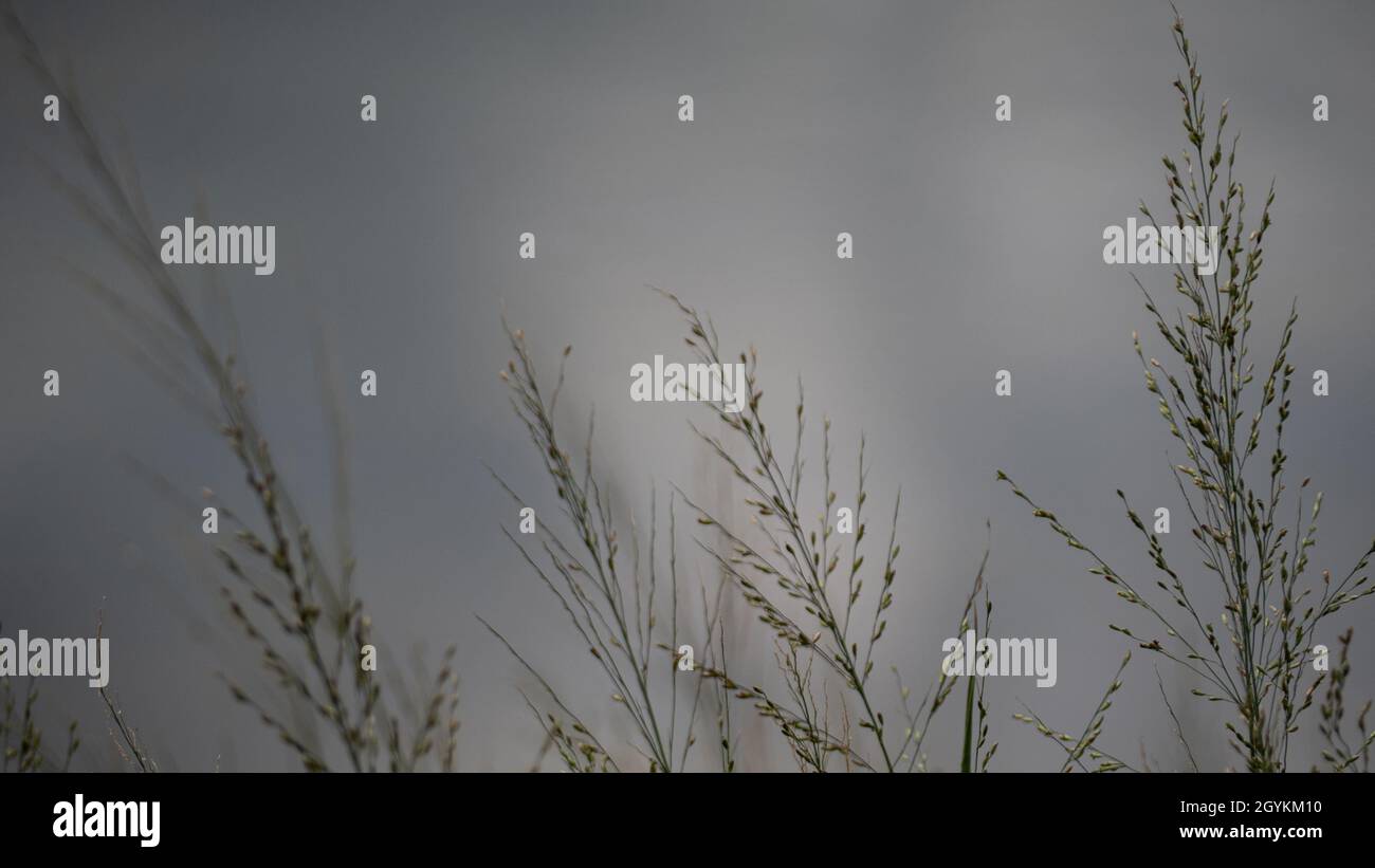 Grass flowers flutter in the wind Stock Photo - Alamy