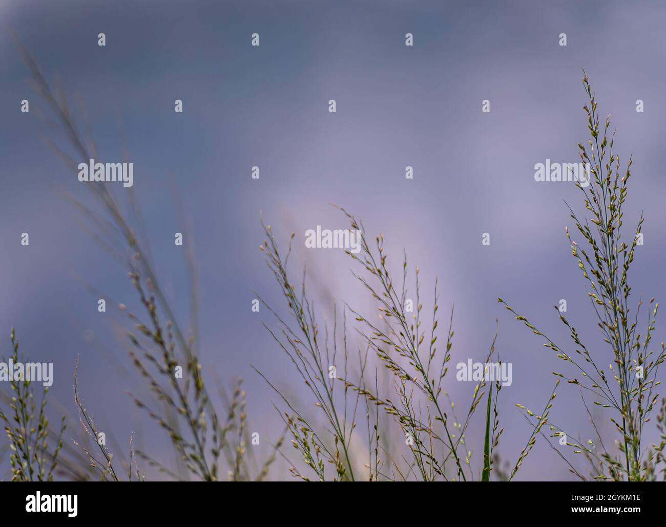 Grass flowers flutter in the wind Stock Photo - Alamy