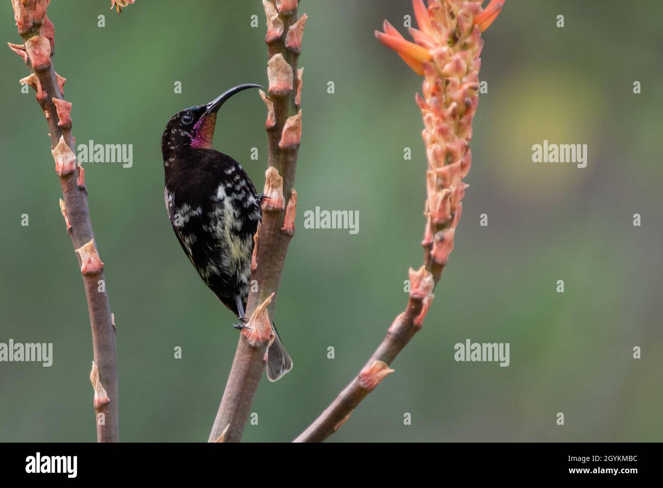 Amethyst Sunbird, Chalcomitra amethystina, male in transitional plumage ...