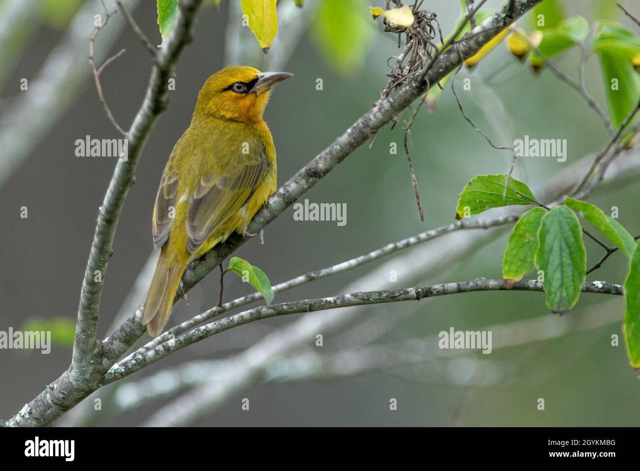 Spectacled Weaver, Ploceus ocularis, Grahamstown/Makhanda, Eastern Cape ...