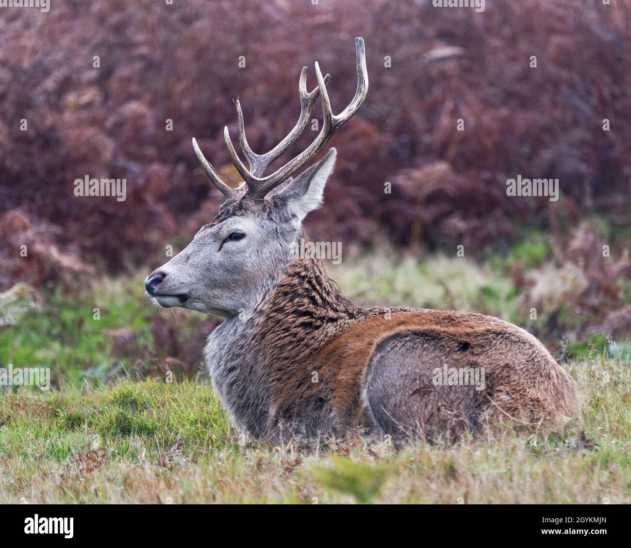 a rainy autumnal picture of red deer at Bradgate Park, Newton Linford ...