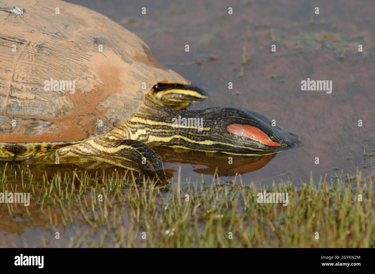 Red-eared slider, Trachemys scripta elegans, foraging Stock Photo - Alamy