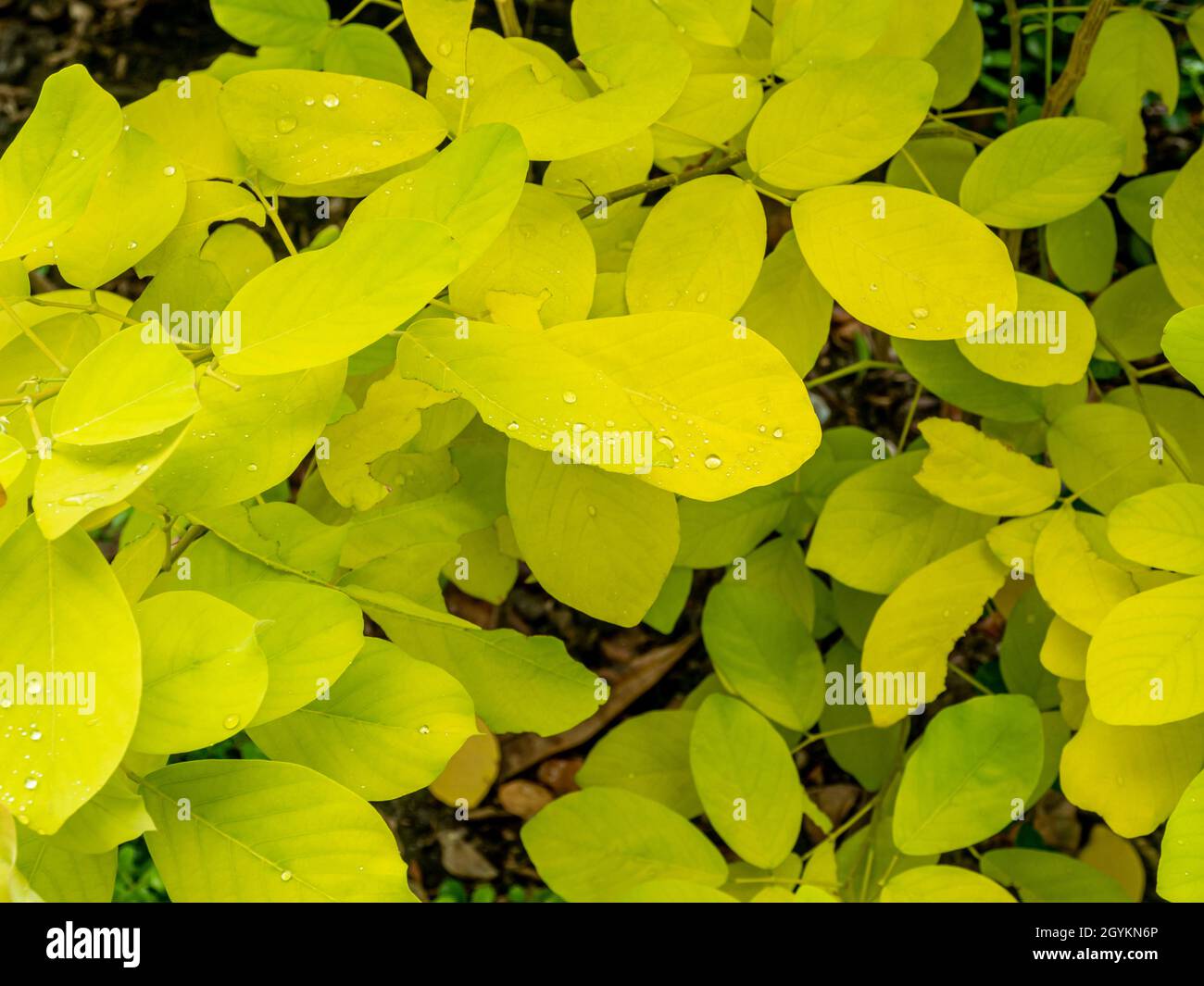 Golden yellow leaves by species of Dendrolobium umbellatum Stock Photo ...