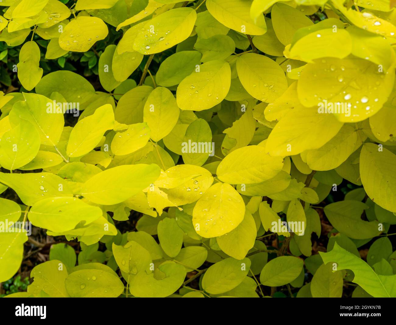 Golden yellow leaves by species of Dendrolobium umbellatum Stock Photo ...