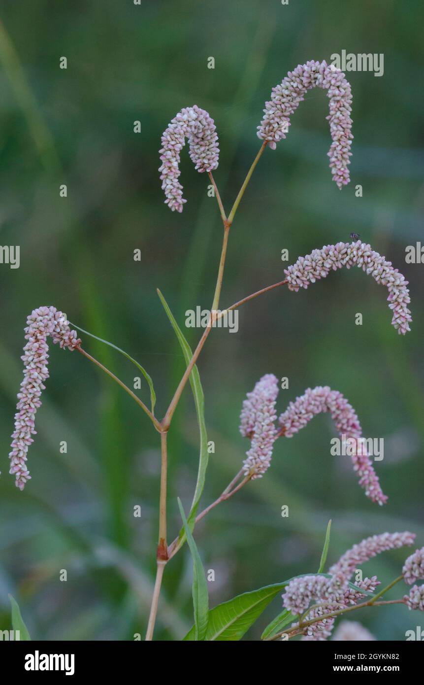 Pale persicaria persicaria hi-res stock photography and images - Alamy