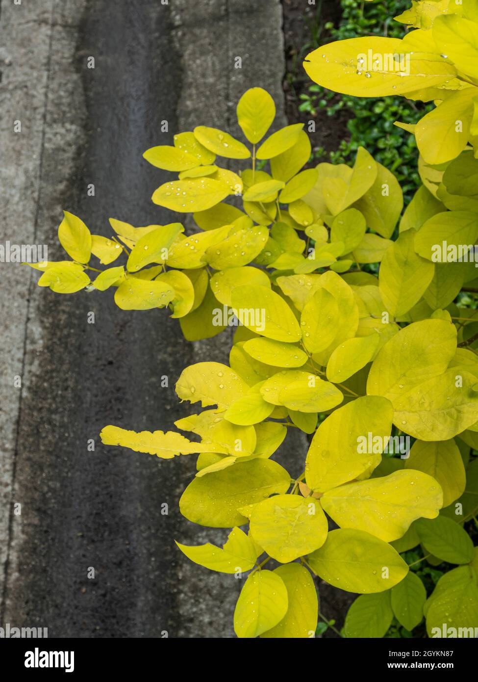 Golden yellow leaves by species of Dendrolobium umbellatum Stock Photo ...