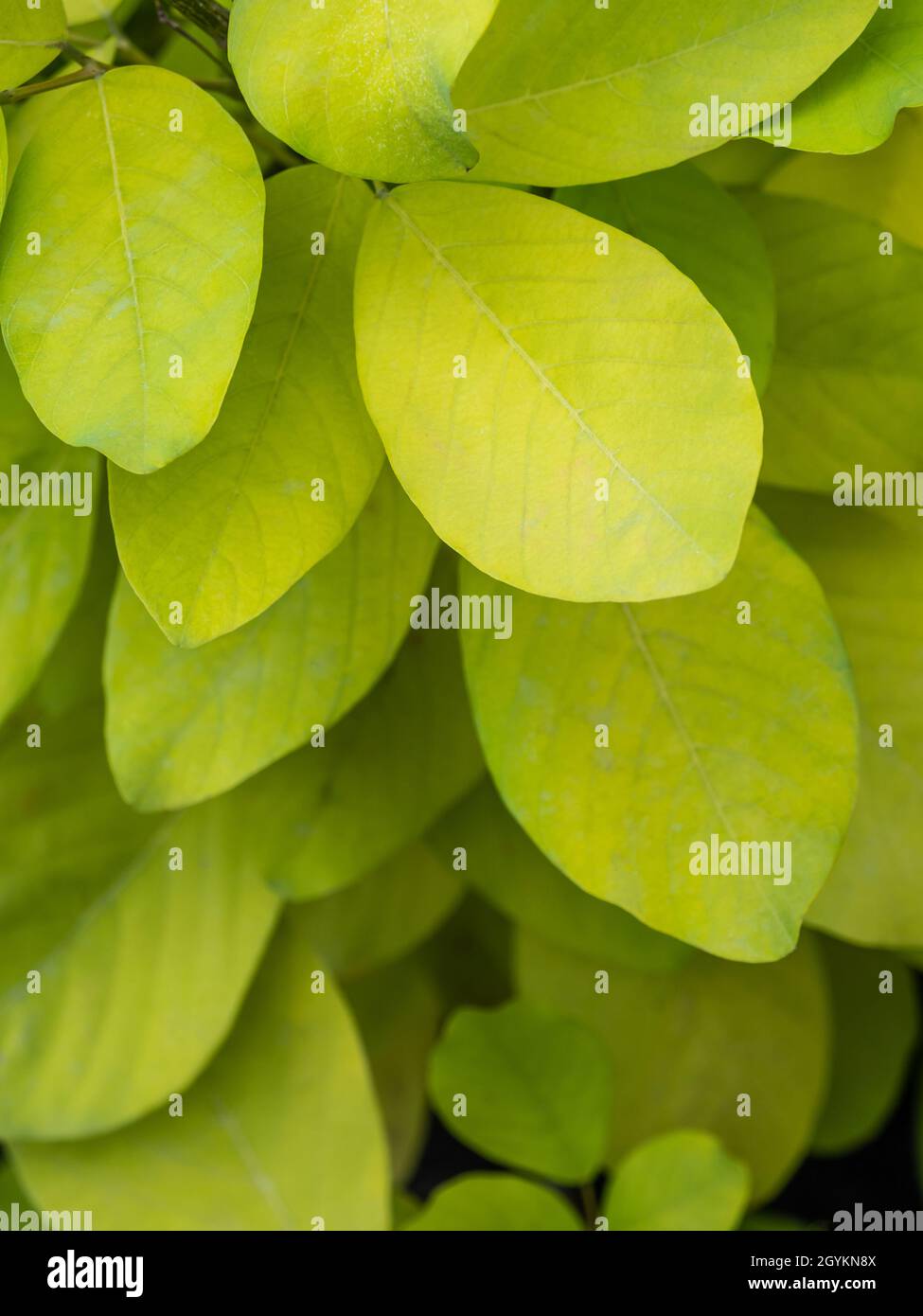 Golden yellow leaves by species of Dendrolobium umbellatum Stock Photo ...