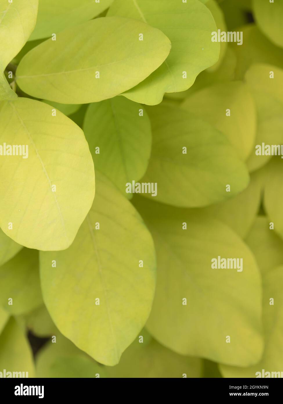 Golden yellow leaves by species of Dendrolobium umbellatum Stock Photo ...