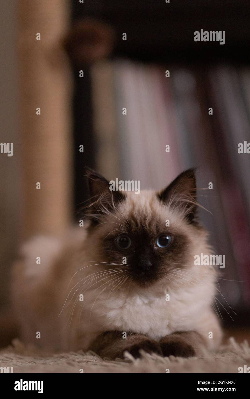 Portrait of a fluffy Birman cat with deep blue eyes Stock Photo - Alamy