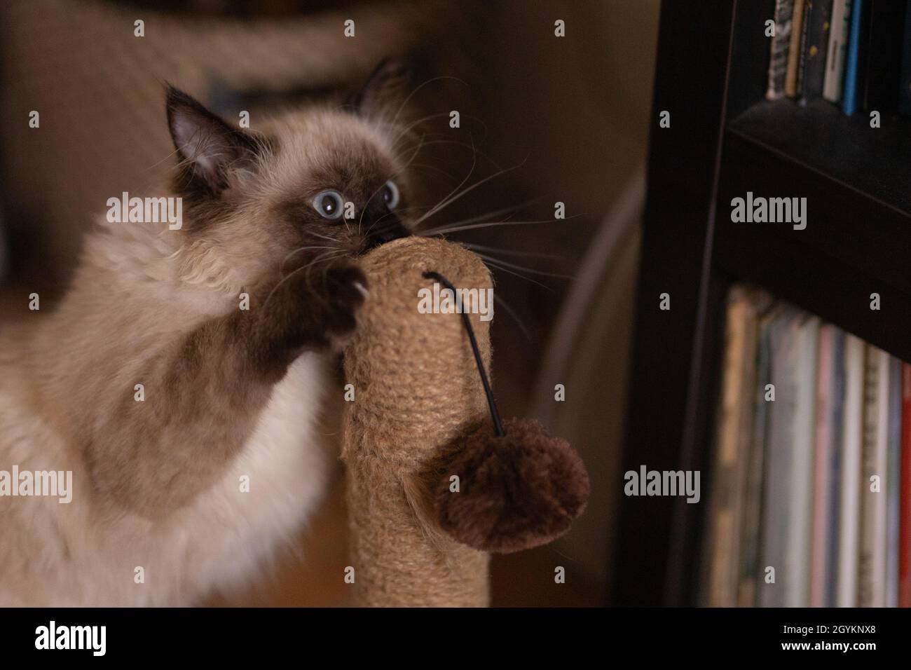 Closeup of a Birman cat playing on a cat treehouse Stock Photo - Alamy