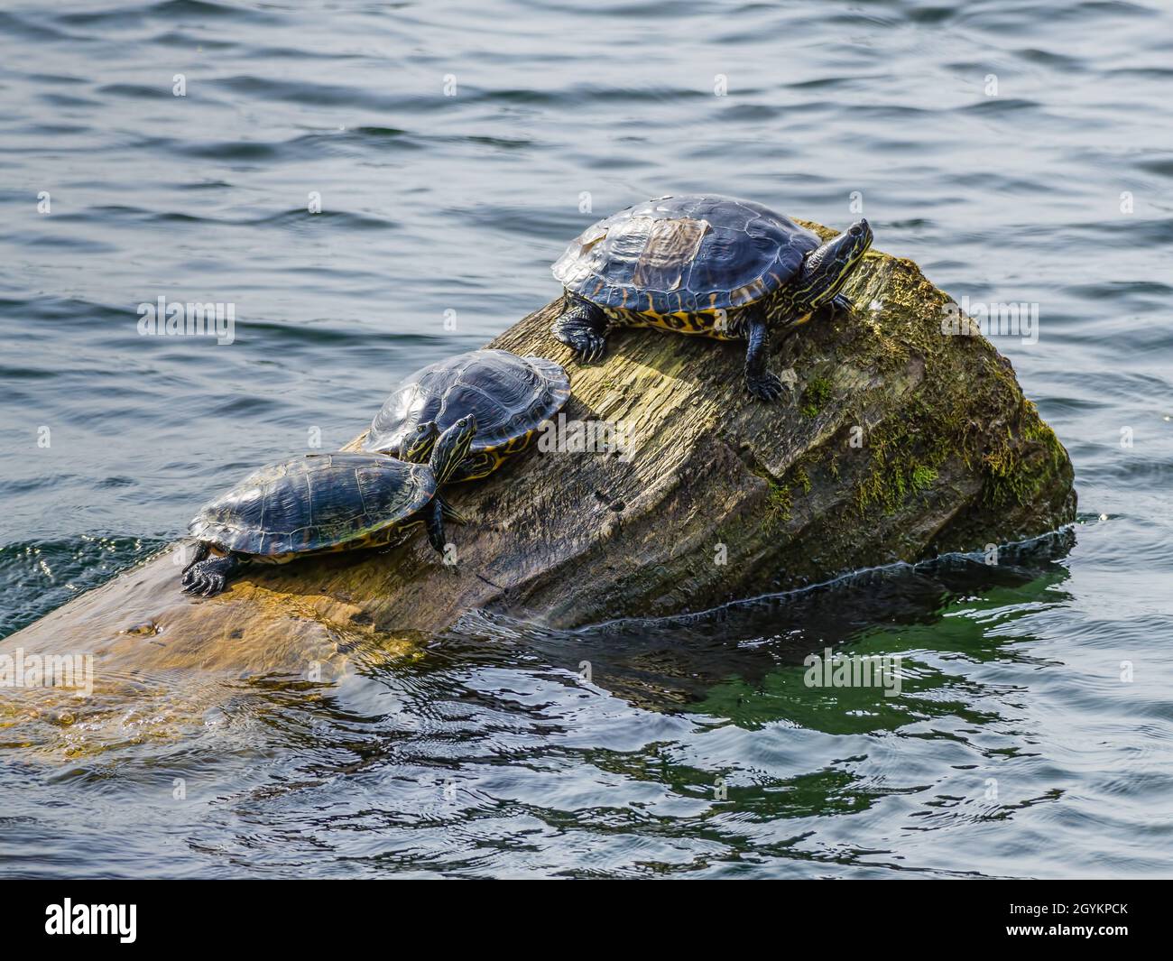 Turtles on a log hi-res stock photography and images - Alamy