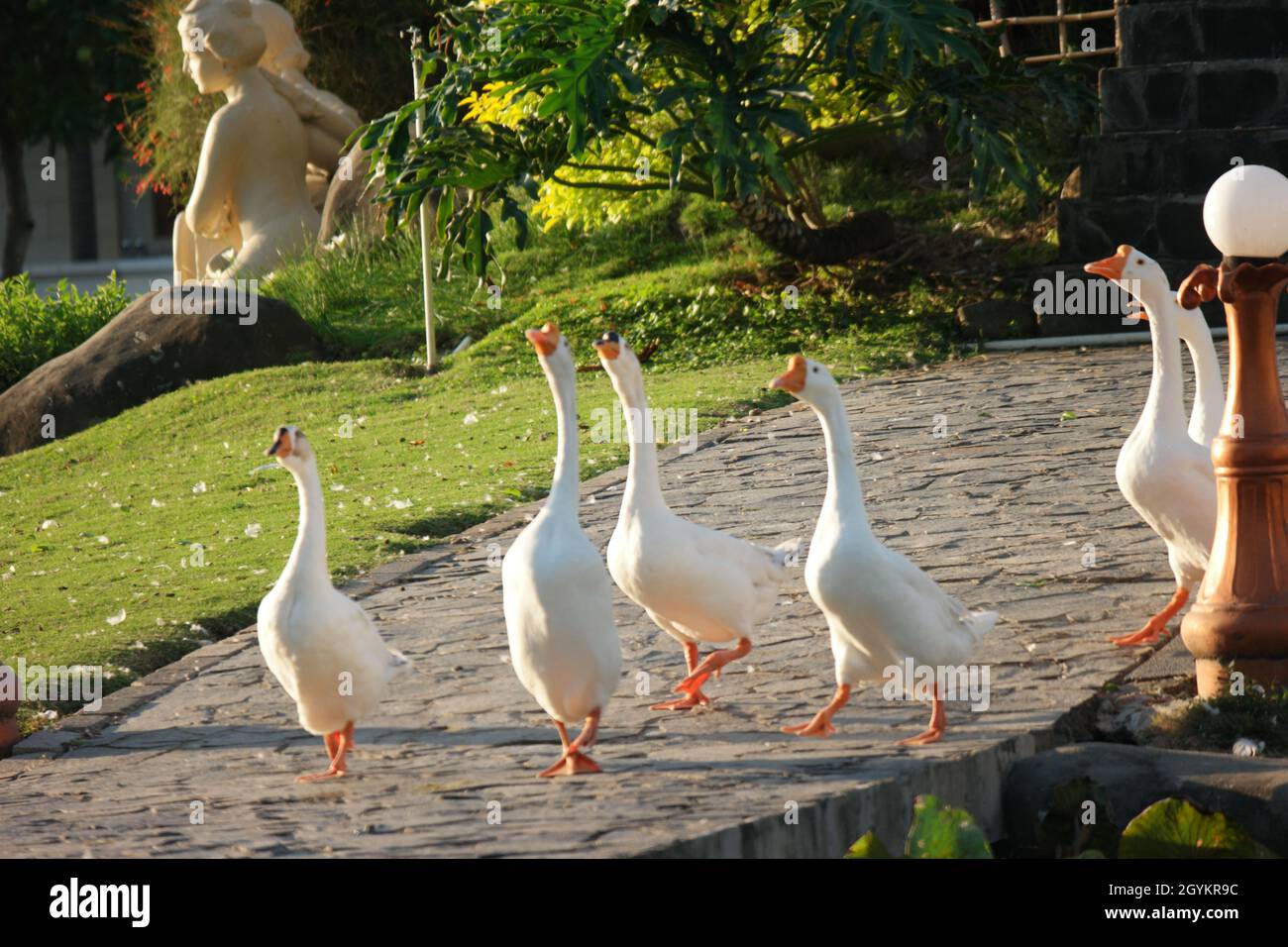 Birds in the park Stock Photo - Alamy