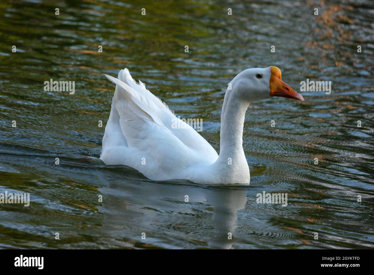 Birds in the lake Stock Photo - Alamy