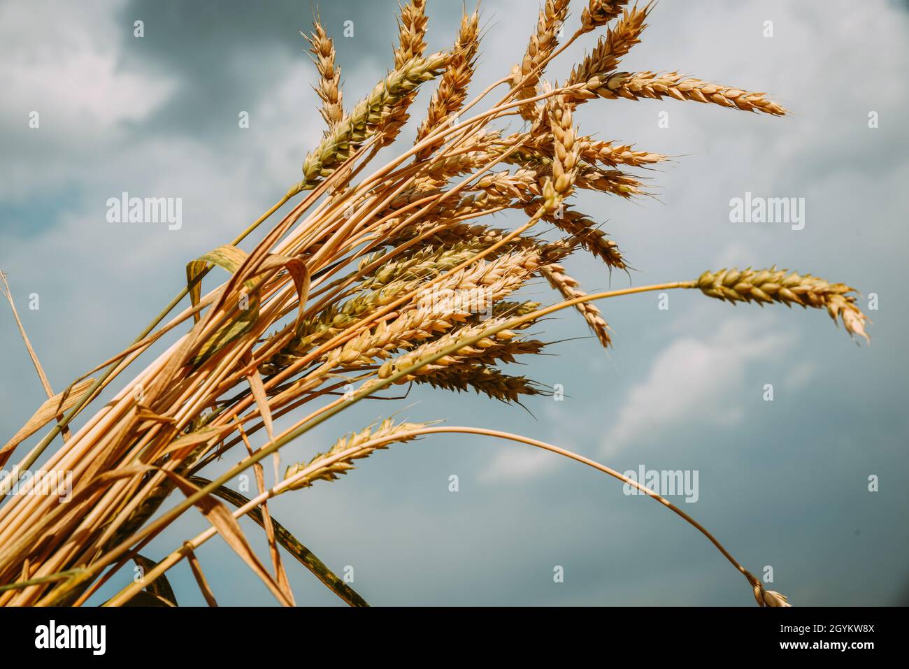 Bunch of ripe golden wheat on a background of blue sky. The concept of natural wheat products ...