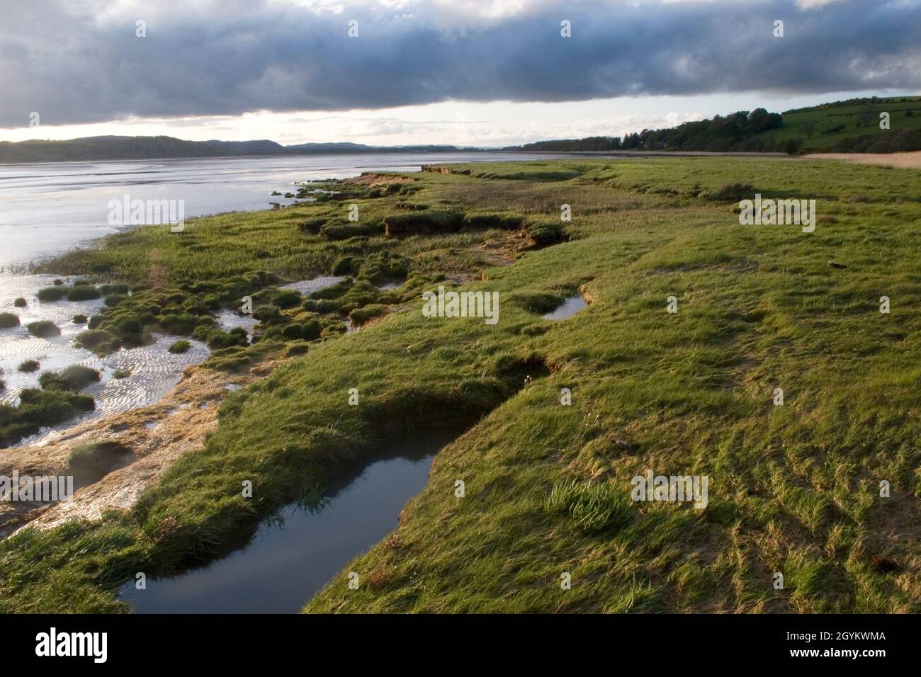 Solway Firth estuary Merse, salt marsh, mudflats, Dumfries & Galloway ...