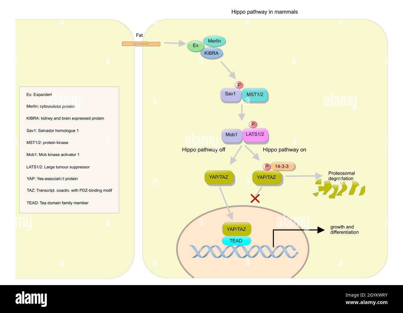 Signaling pathway Cut Out Stock Images & Pictures - Alamy