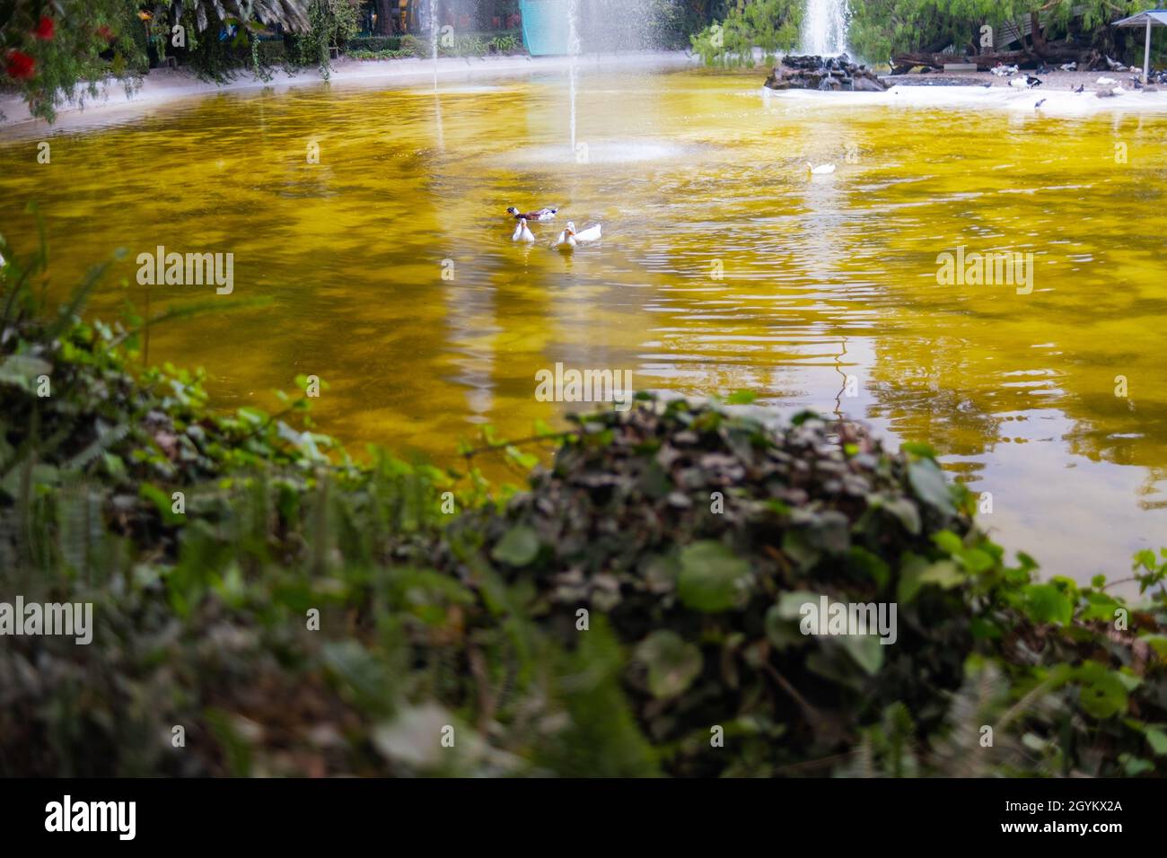 Beautiful view of lake with yellowish water surrounded by trees Stock ...