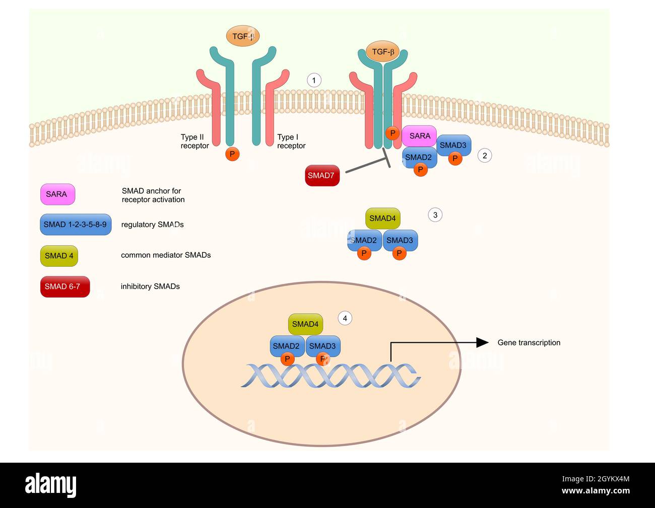 Smad hi-res stock photography and images - Alamy