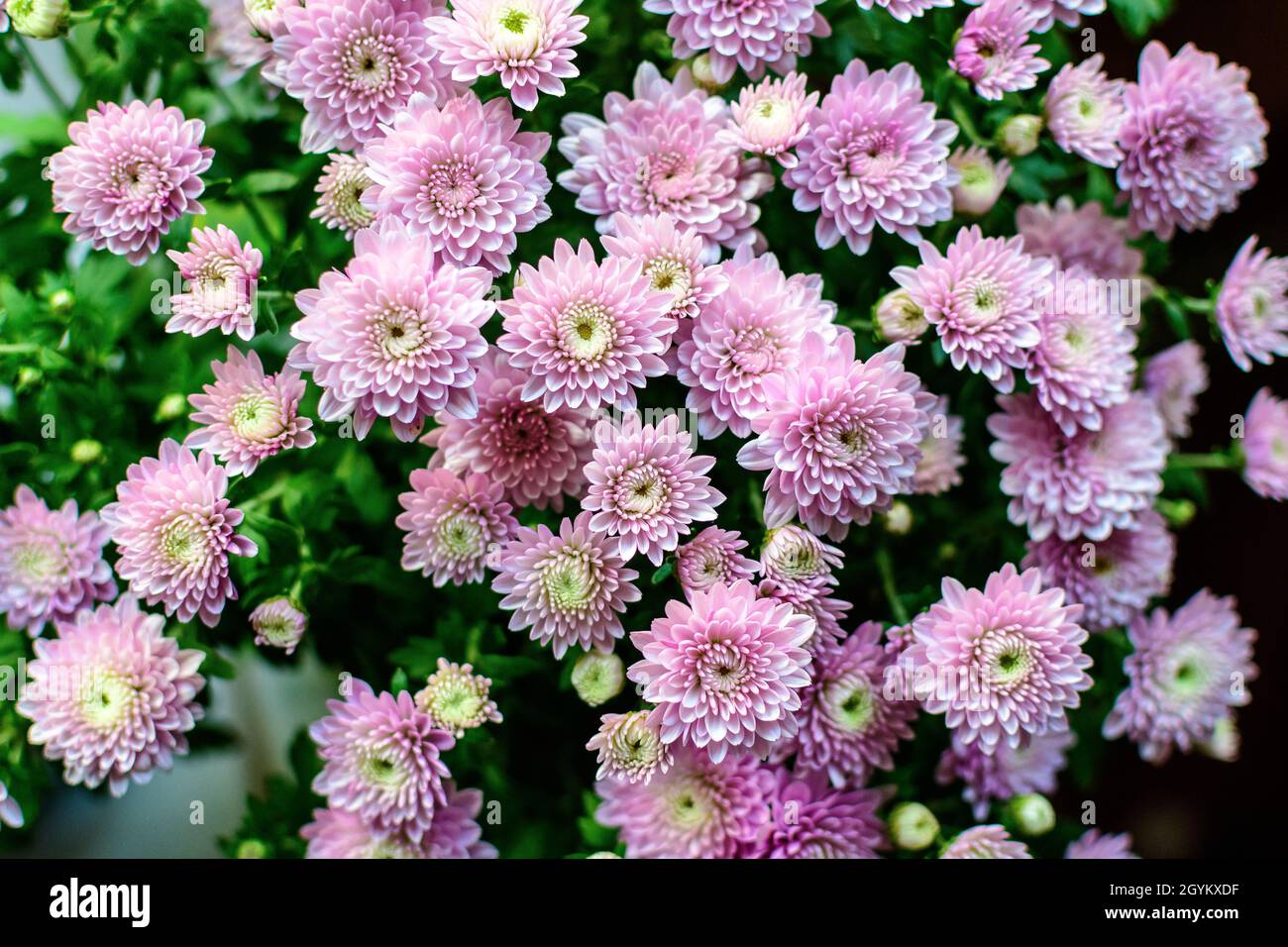 Many vivid pink Chrysanthemum x morifolium flowers in a garden in a ...