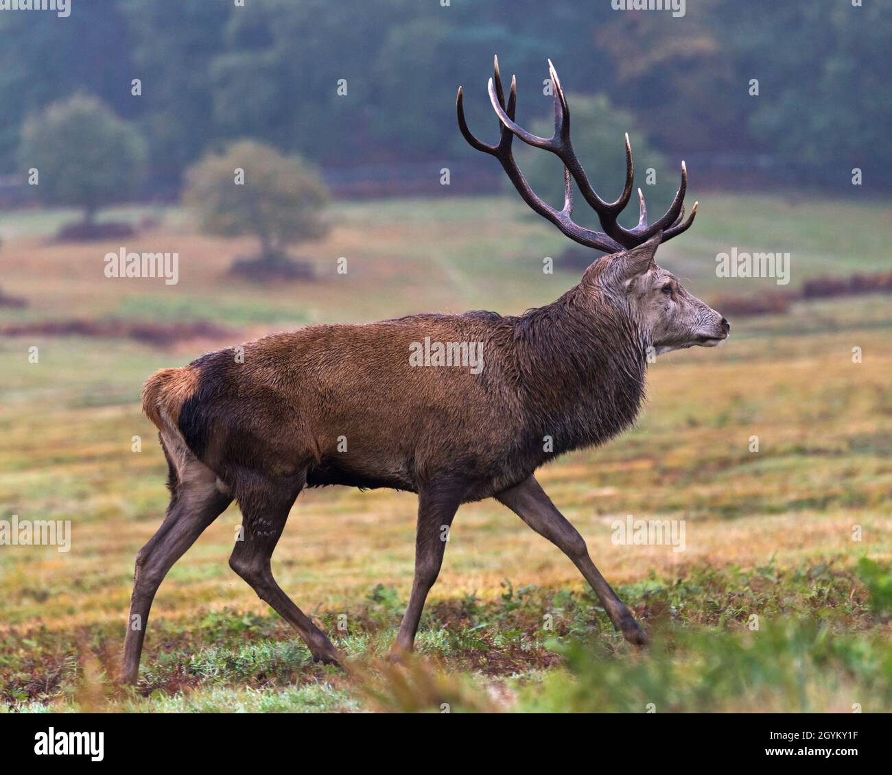a rainy autumnal picture of red deer at Bradgate Park, Newton Linford ...