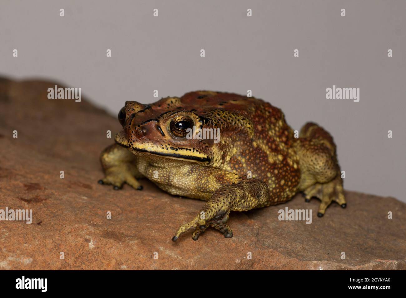 Indan Toad, Duttaphrynus melanostictus, Saswad, Pune District ...