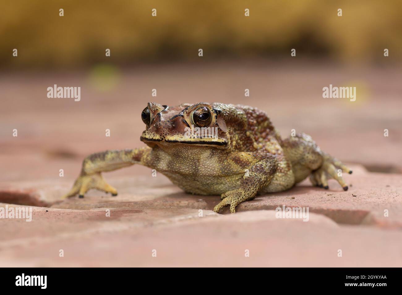 Indan Toad, Duttaphrynus melanostictus, Saswad, Pune District ...