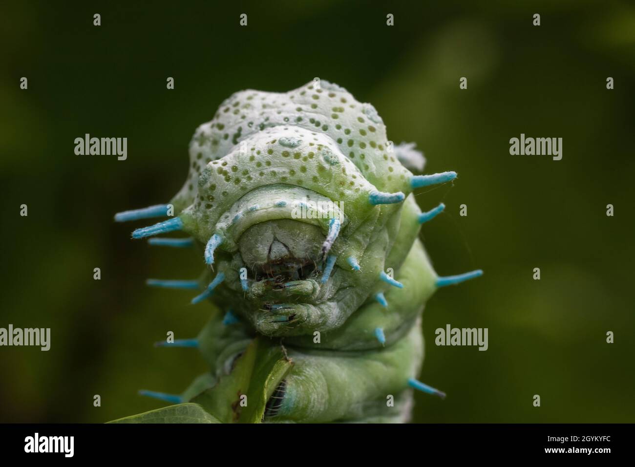 Caterpillar of india hi-res stock photography and images - Alamy