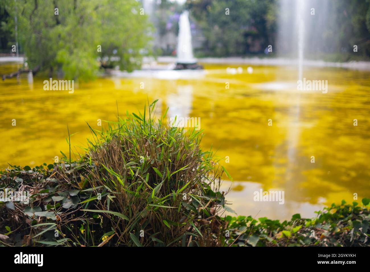 Beautiful view of lake with yellowish water surrounded by trees Stock ...
