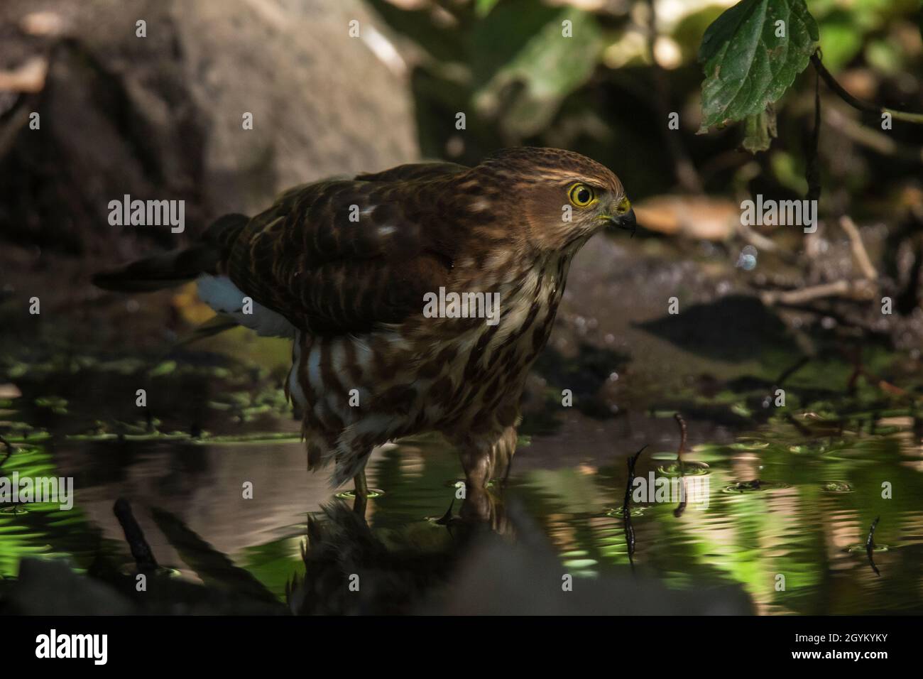 Besra, bird of prey, raptor, Accipiter virgatus, Uttarakhand, India ...