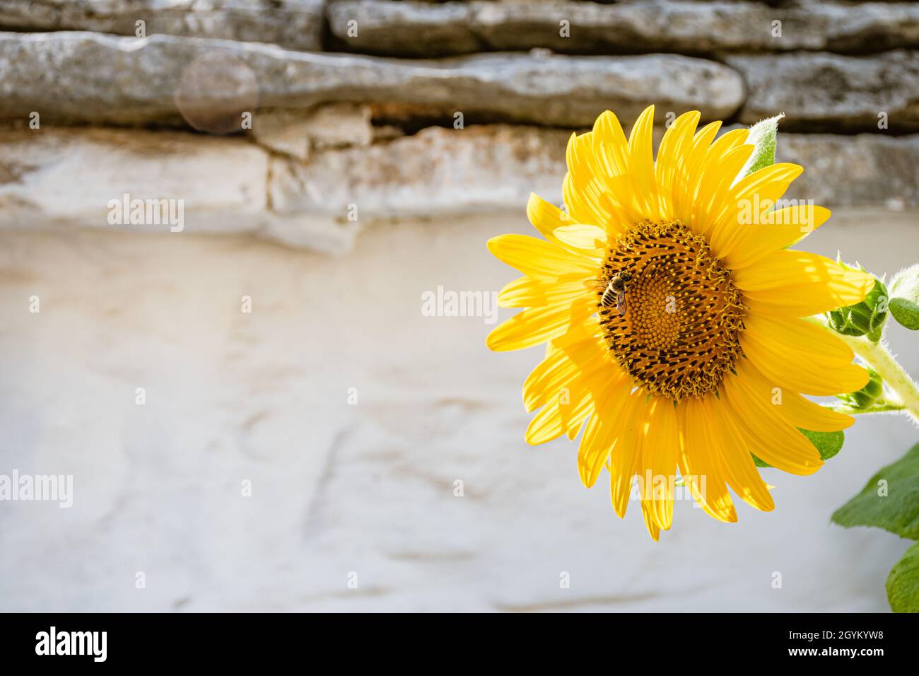 Beautiful sunflower with bee and trulli stone wall house in Alberobello ...