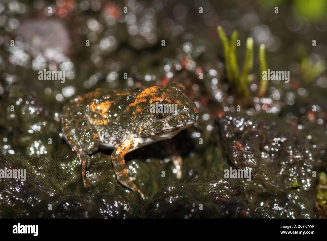 Cricket Frog, Ferjervarya sp., India Stock Photo - Alamy