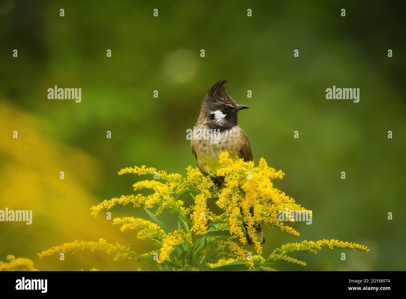 Himalayan bulbul, Pycnonotus leucogenys, India Stock Photo - Alamy