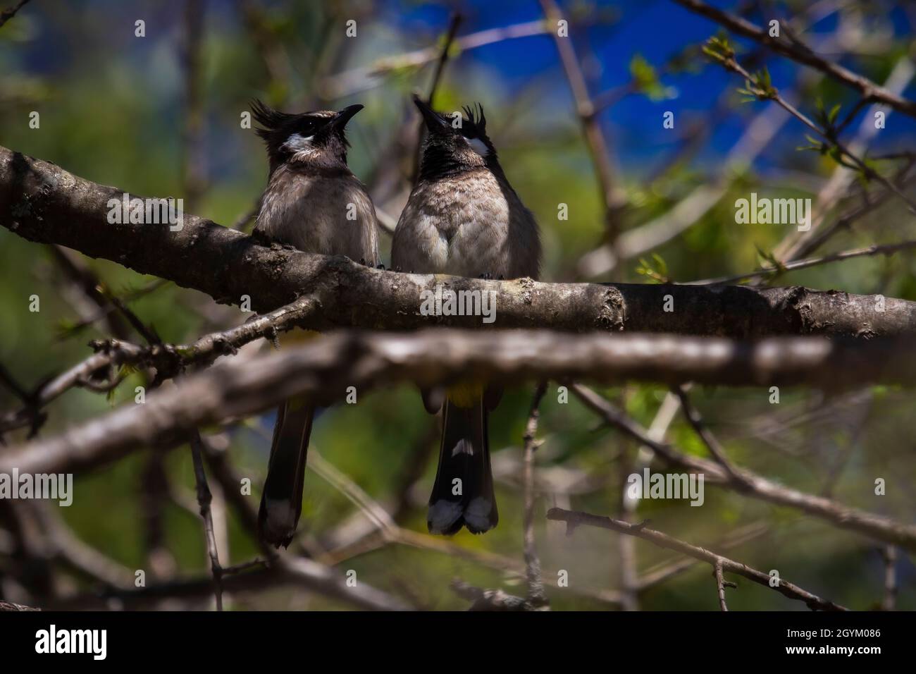 Himalayan bulbul, Pycnonotus leucogenys, India Stock Photo - Alamy