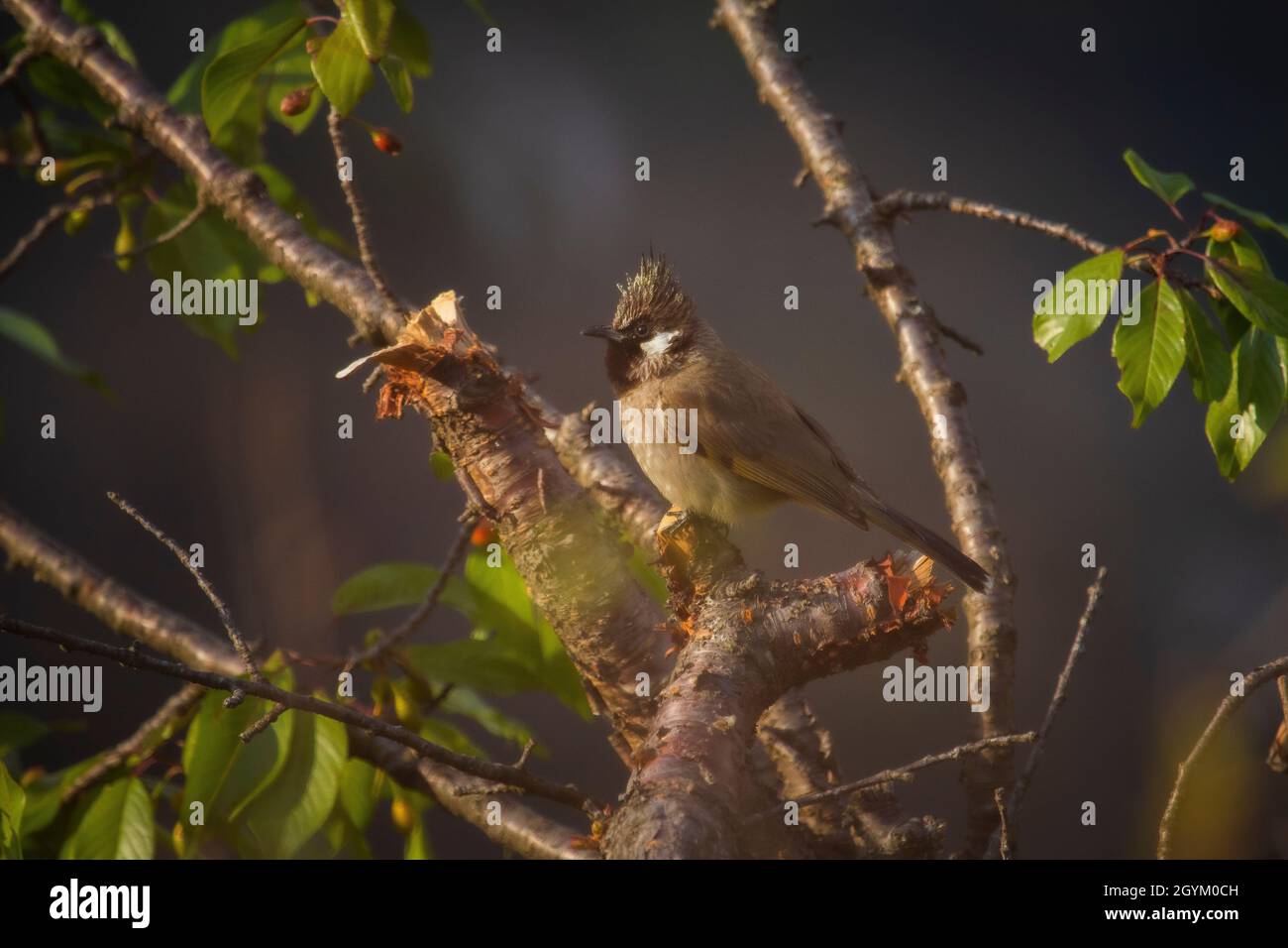 Himalayan bulbul, Pycnonotus leucogenys, India Stock Photo - Alamy