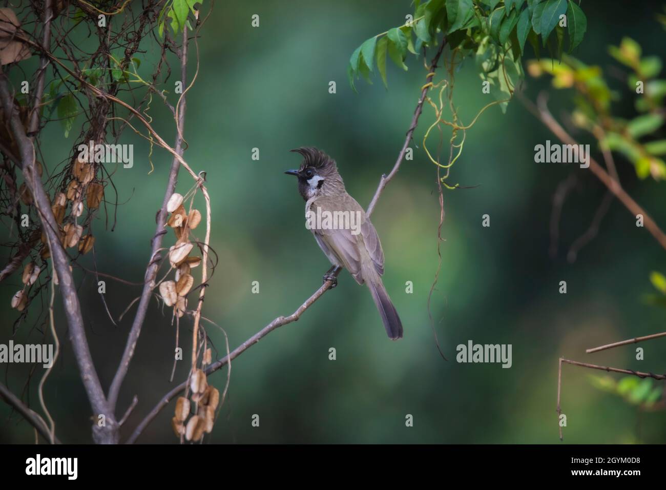 Himalayan bulbul, Pycnonotus leucogenys, India Stock Photo - Alamy