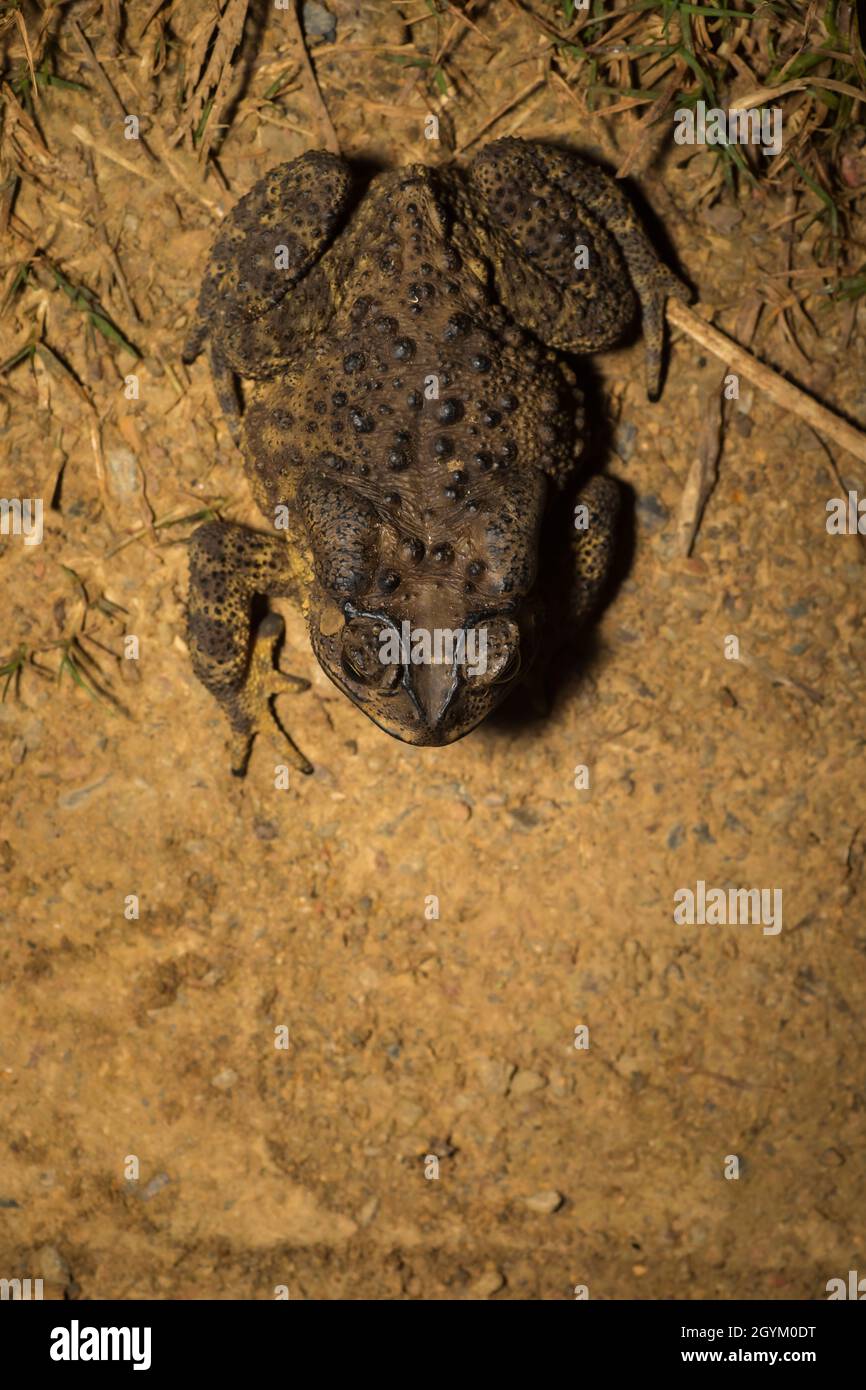 Himalaya toad, Duttaphrynus himalayanus, Nagaland, India Stock Photo ...