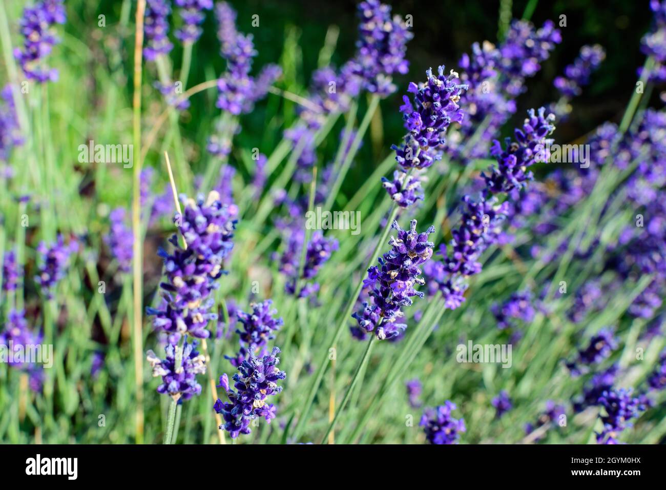 Many small blue lavender flowers in a garden in a sunny summer day ...