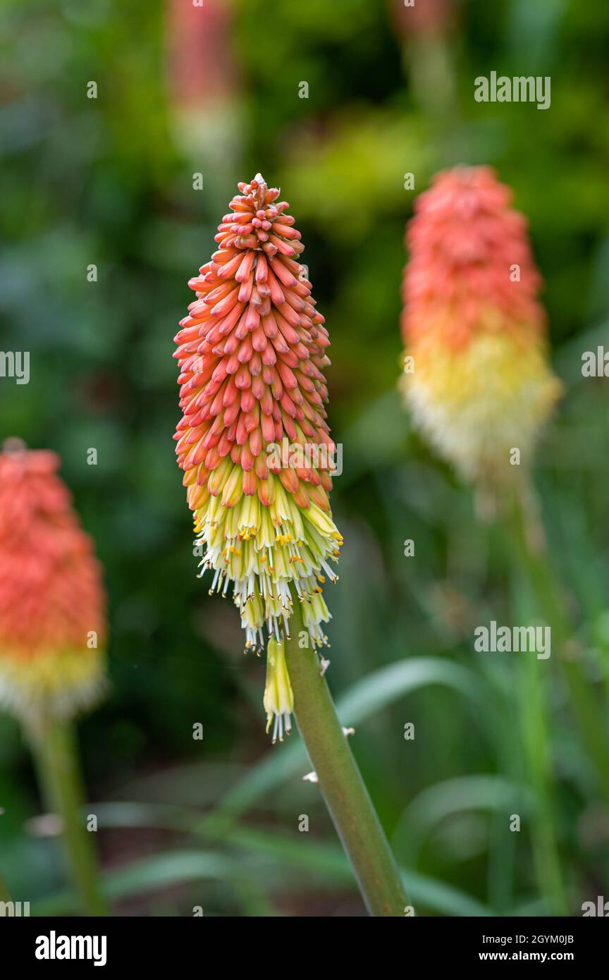 Red hot poker flower, Kniphofia Stock Photo - Alamy