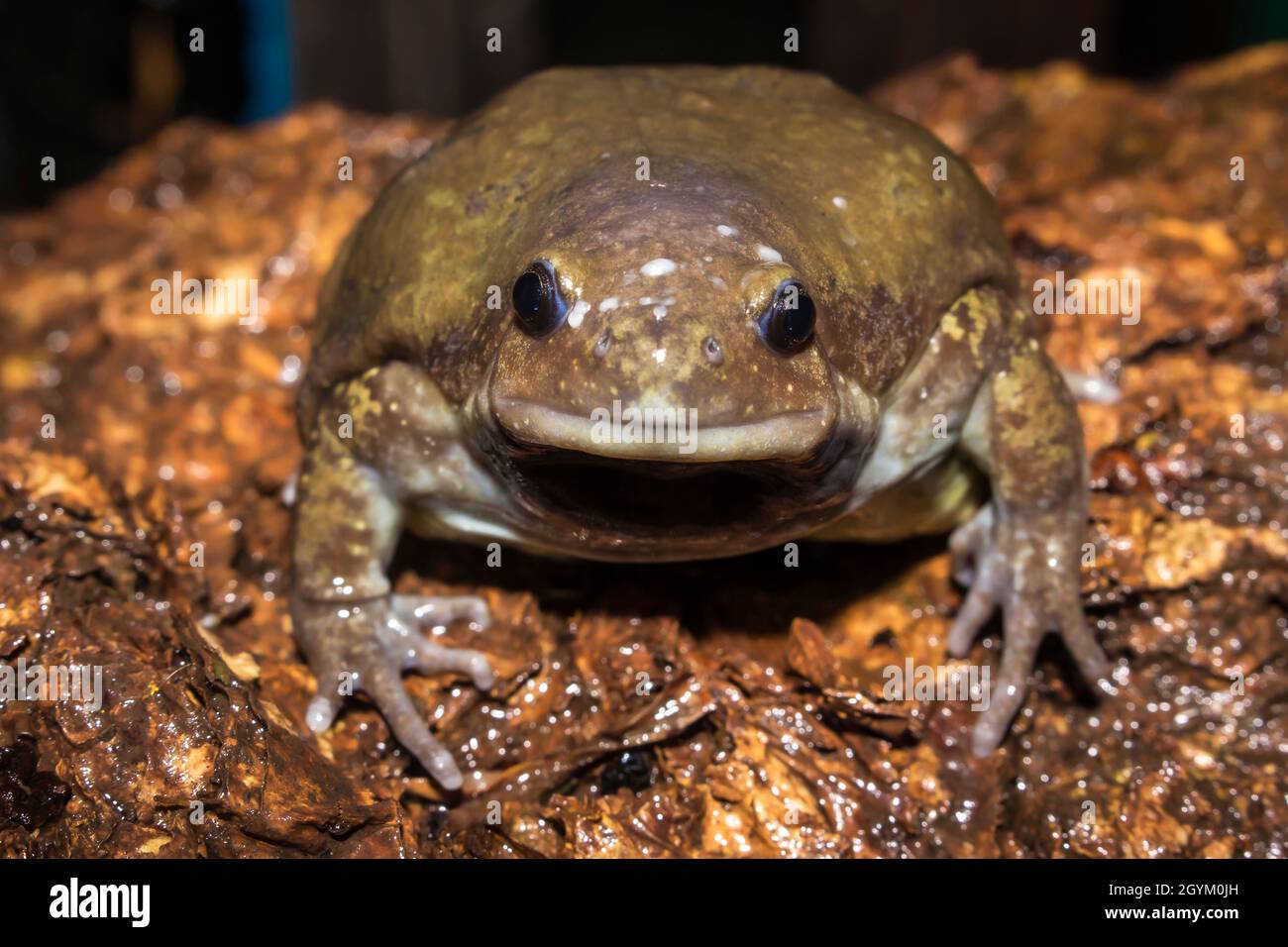 Indian balloon frog hi-res stock photography and images - Alamy