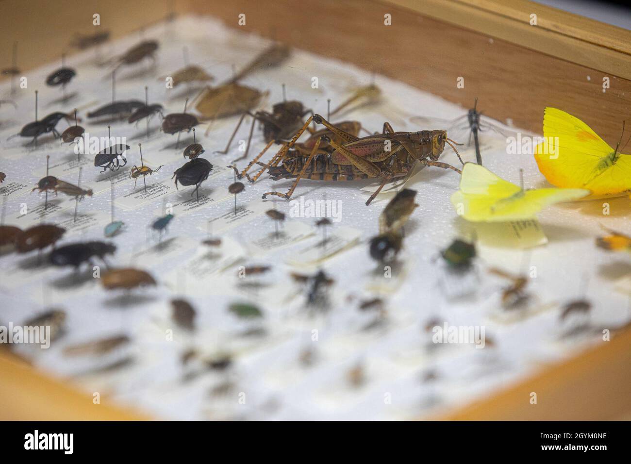 Mounted insects hi-res stock photography and images - Alamy