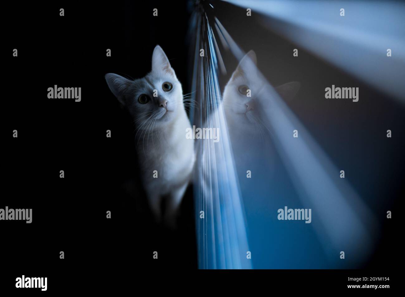 Cat looking at flowing wall Stock Photo - Alamy